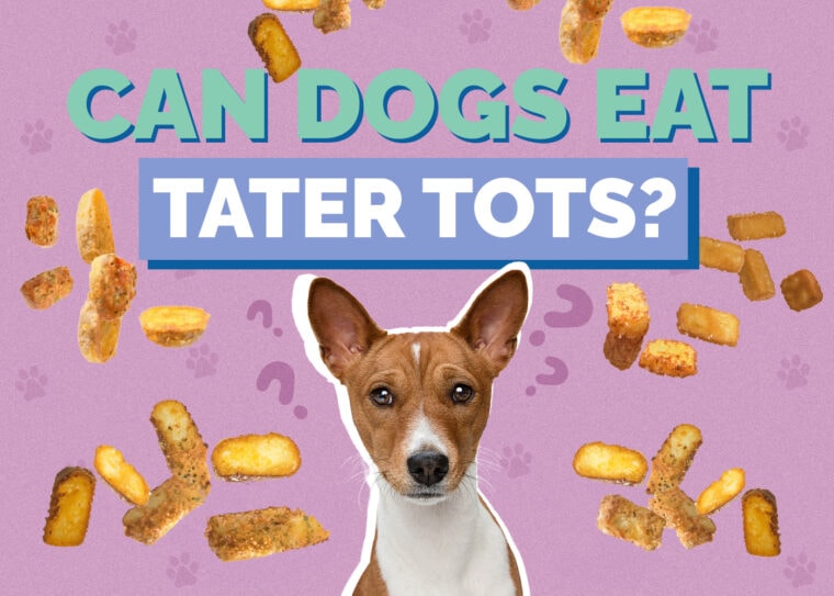 Can Dogs Eat Tater Tots? Vet Approved Facts & FAQs | Hepper Pet Resources