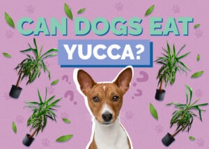 Can Dogs Eat Yucca? Vet-Approved Facts & Alternatives | Hepper Pet ...