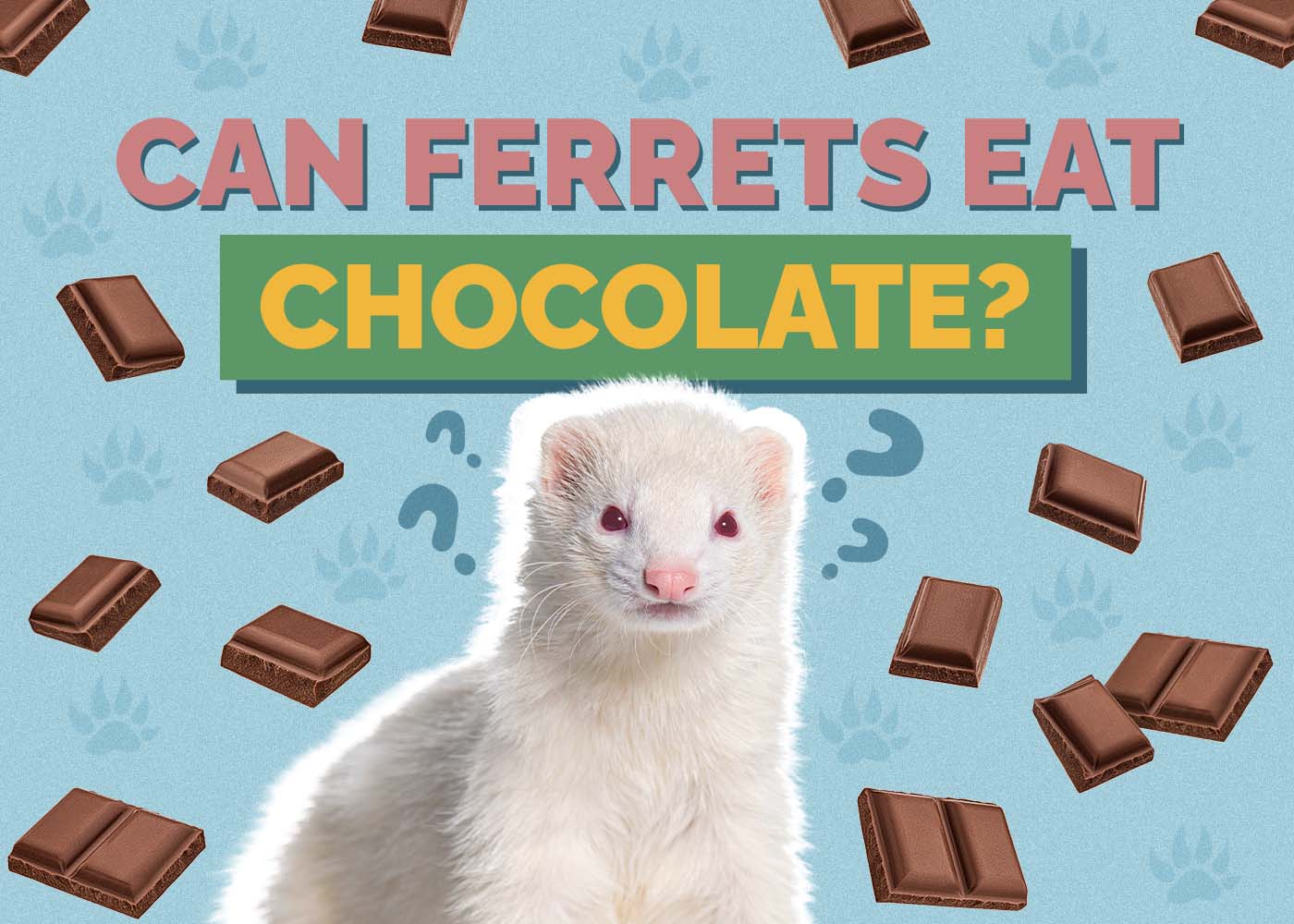 Can Ferrets Eat Chocolate? Vet-Verified Nutrition Facts & Safety Guide ...