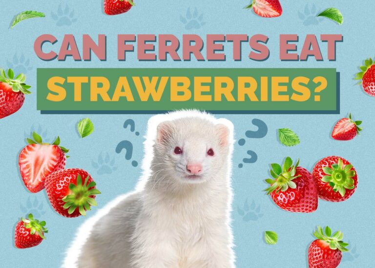 What Do Ferrets Eat? Vet Approved Dietary Advice | Hepper Pet Resources