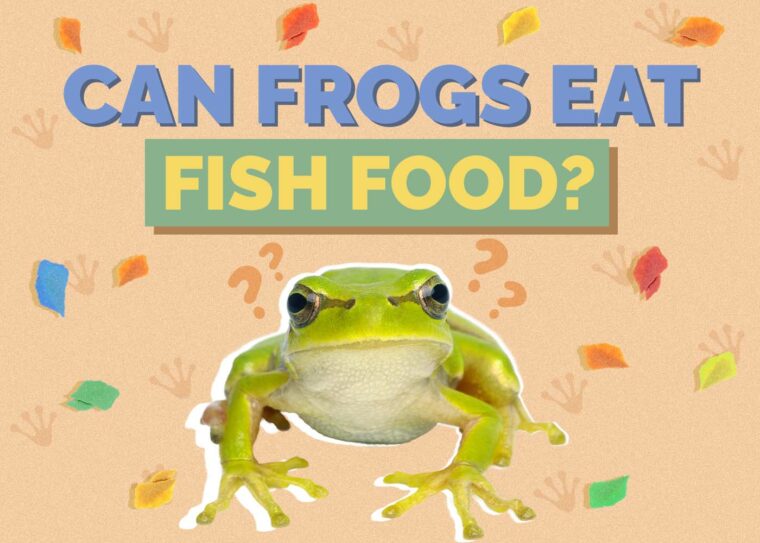 Can Frogs Eat Fish Food? Vet-Verified Nutrition Facts & FAQ | Hepper ...