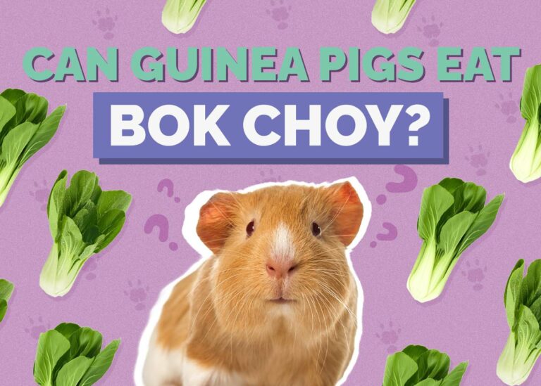 Can Guinea Pigs Eat Bok Choy? Vet-Verified Nutrition Facts & FAQ ...