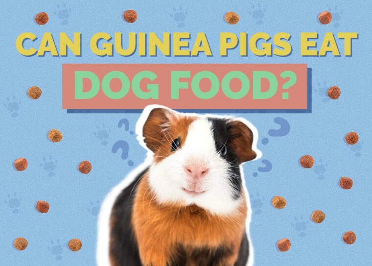 Can Guinea Pigs Eat Dog Food? Vet-Verified Nutrition Facts & Safety Guide | Hepper Pet Resources