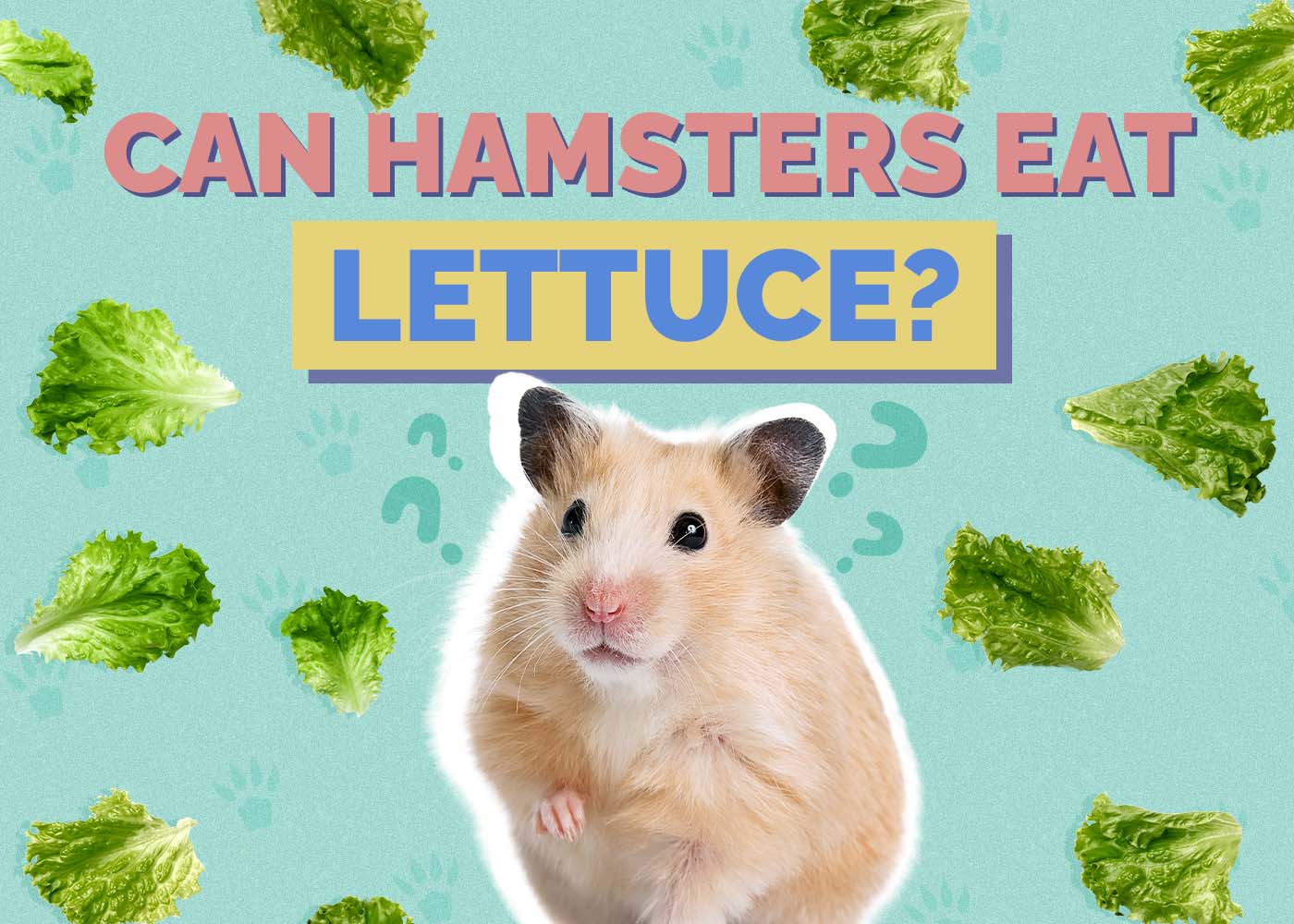 Can Guinea Pigs Eat Lettuce? Vet Approved Nutrition Facts & FAQ | Hepper Pet Resources