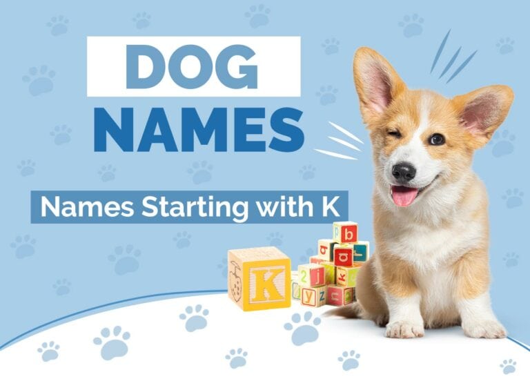 150 Dog Names Starting with B for Your Pup | Hepper Pet Resources