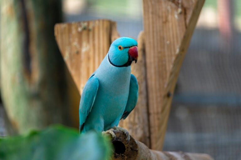 Can Parakeets Talk? Factors & Training Tips | Hepper Pet Resources