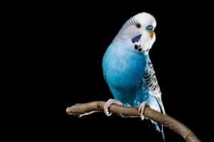 Blue Parakeet: Info, Pictures, Personality, Food & Care Guide (Vet ...