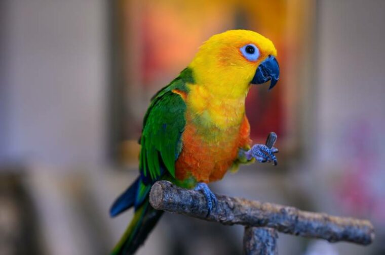 16 Types of Conure Parrots: Info, Pictures, Facts & History | Hepper ...