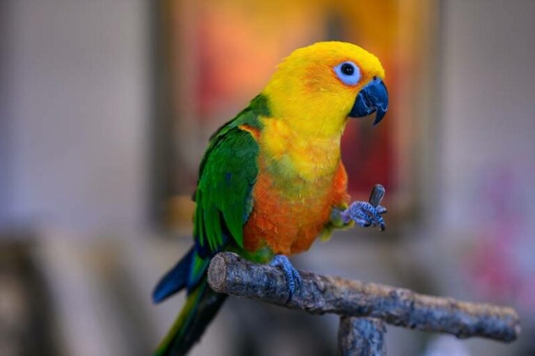 16 Types of Conure Parrots: Info, Pictures, Facts & History | Hepper Pet Resources