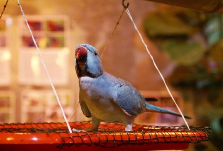 How to Introduce Parakeets to Each Other: 7 Vet-Approved Steps | Hepper ...