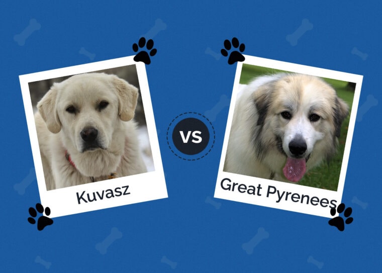 Are Great Pyrenees Aggressive? Important Facts & Prevention Tips ...