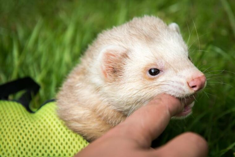 Do Ferrets Bite? Our Vet Identifies Reasons, Explanations & Provides ...