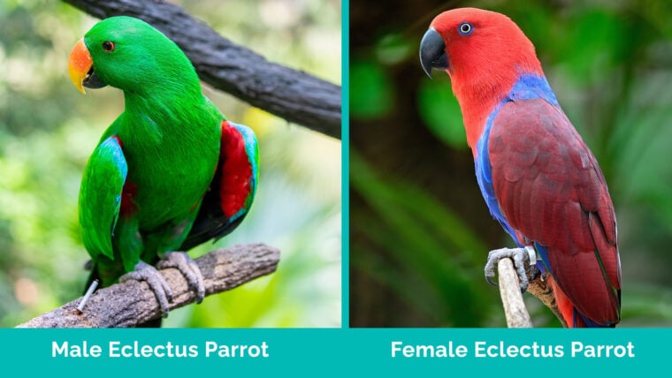 Eclectus Parrot Male vs Female: Main Differences & Comparison | Hepper ...