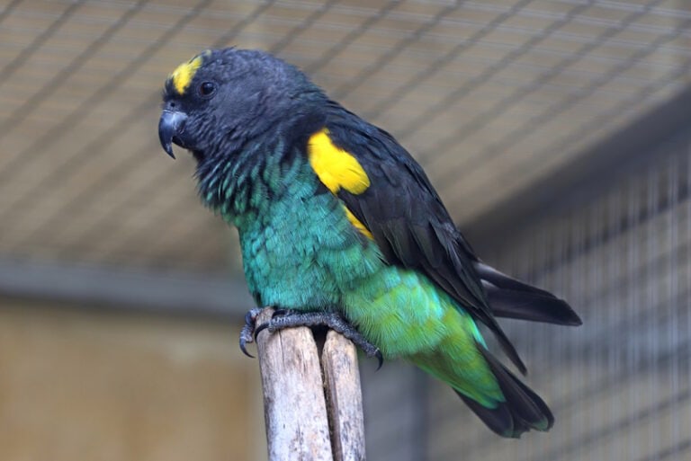 12 Small Parrot Breeds: Info, Pictures, Facts & History | Hepper Pet ...