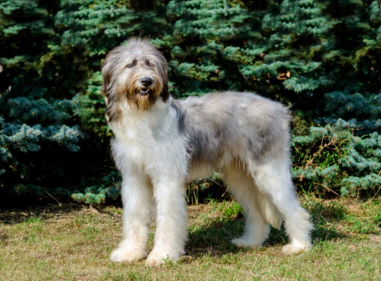 91 Dog Breeds that Start with M: A Complete List (with Info & Pictures ...