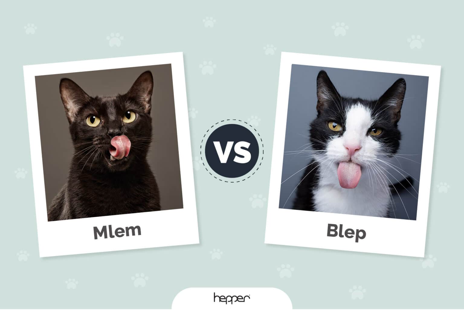 Mlem vs Blep: The Differences & Meanings (With Pictures) | Hepper Pet ...