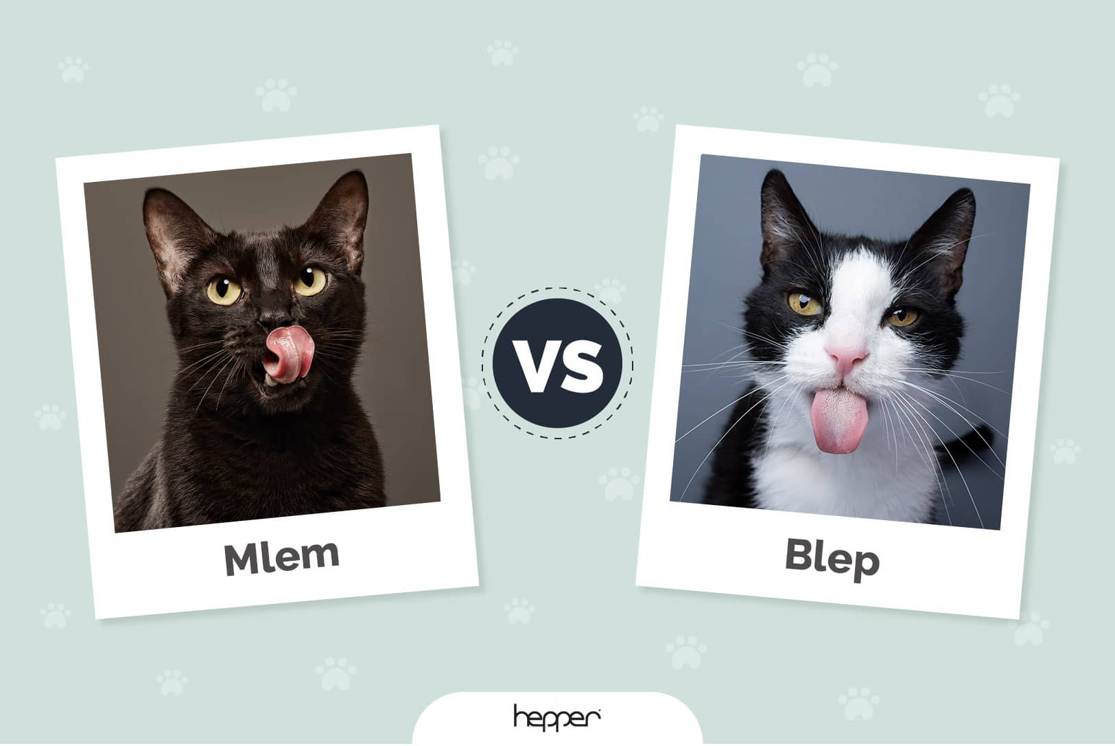 Mlem vs Blep: The Differences & Meanings (With Pictures) | Hepper Pet Resources