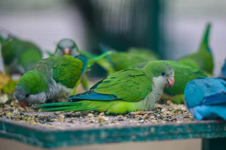 8 Best Parakeet Foods – 2025 Reviews & Top Picks | Hepper Pet Resources