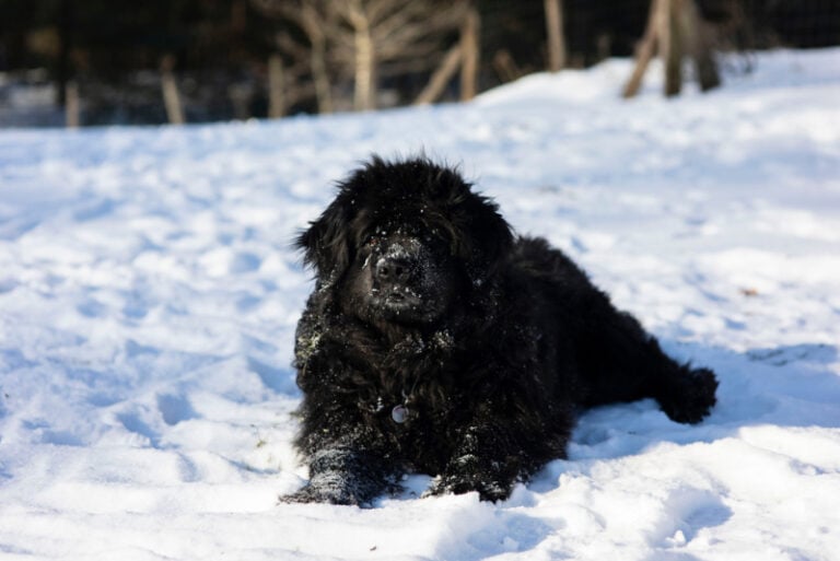91 Dog Breeds that Start with M: A Complete List (with Info & Pictures ...