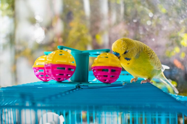 Are Parakeets Smart? What Science Says | Hepper Pet Resources