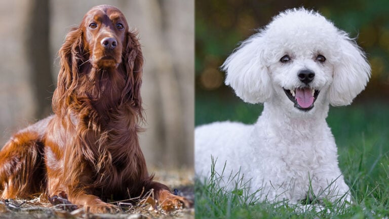 9 Native Irish Dog Breeds (With Info & Pictures) | Hepper Pet Resources