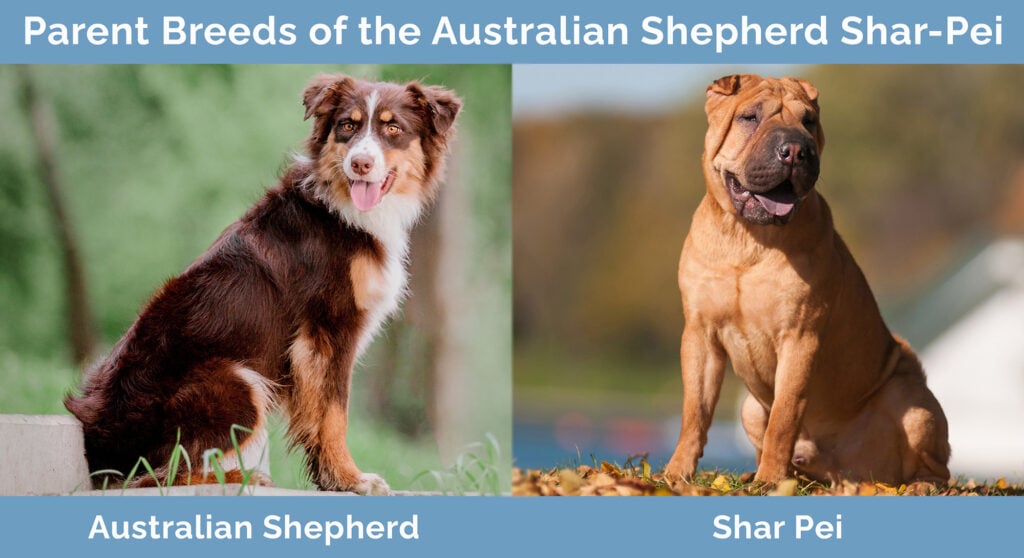 Australian Shepherd Shar-Pei Mix: Pictures, Care Guide, Temperament ...