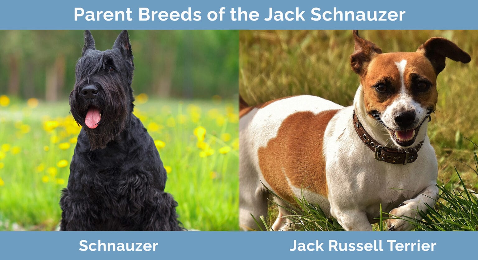 Schnauzer Jack Russell Terrier Mix: Pictures, Care Guide, Temperament ...
