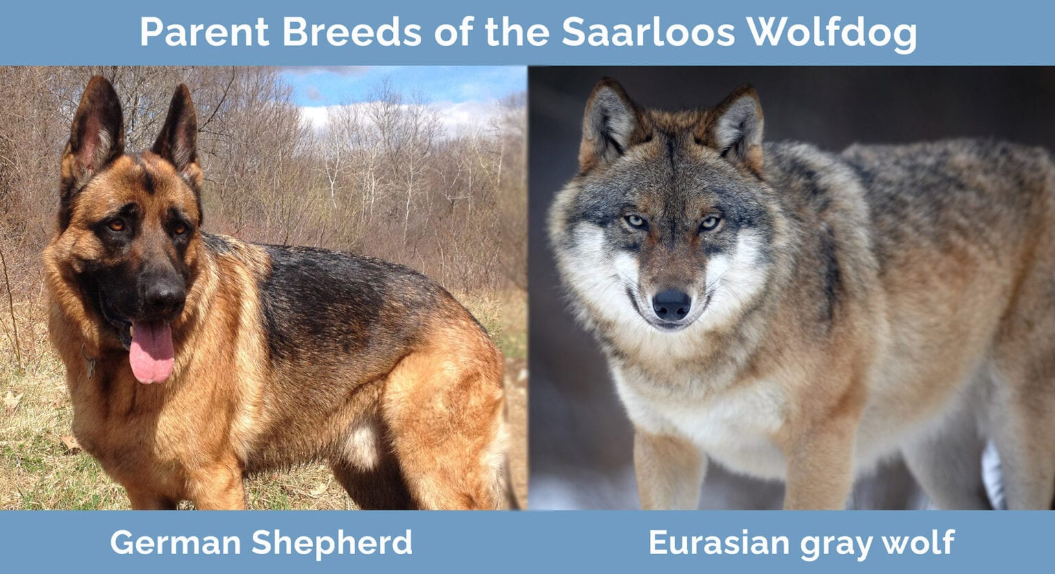 Saarloos Wolfdog: Pictures, Care Guide, Temperament & Traits | Hepper ...