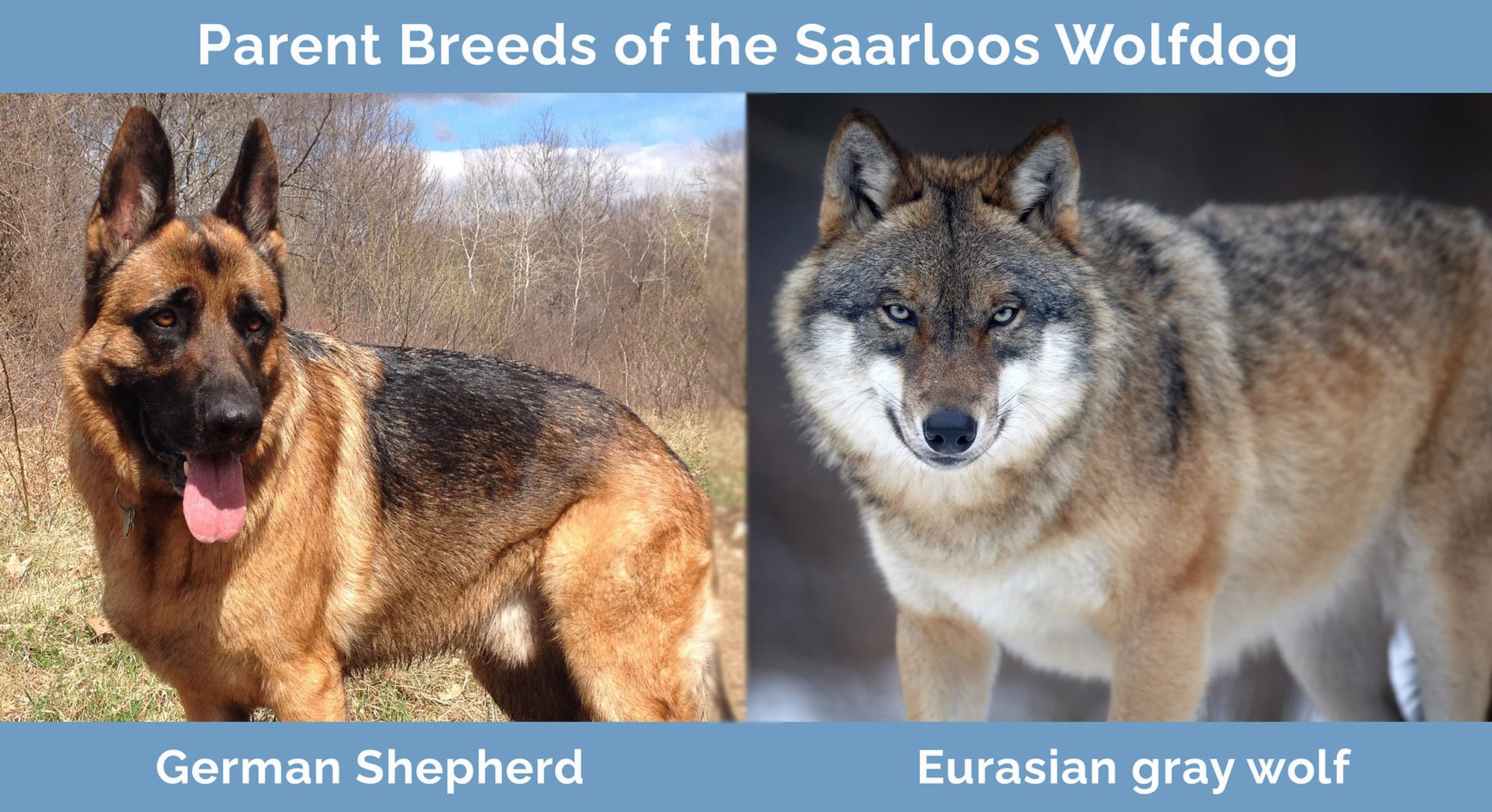 Saarloos Wolfdog: Pictures, Care Guide, Temperament & Traits | Hepper ...