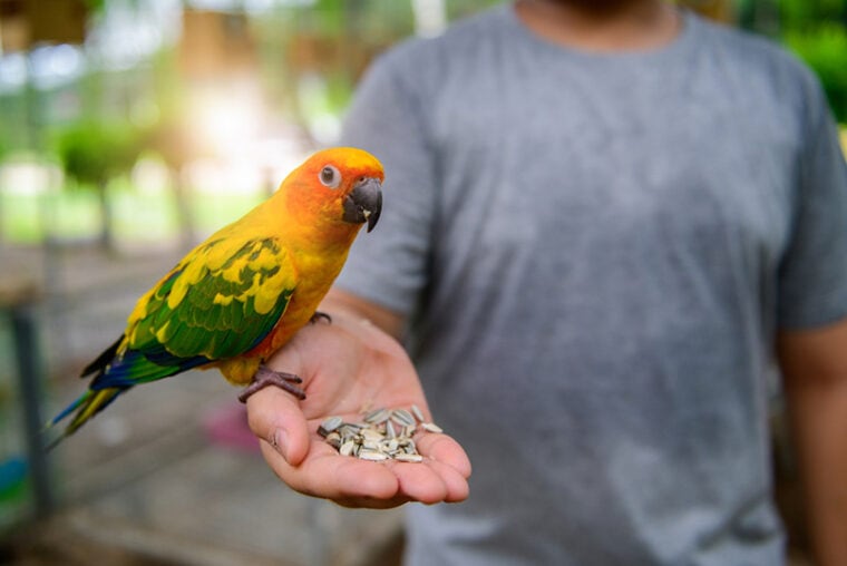 10 Best Parrot Foods – 2025 Reviews & Top Picks | Hepper Pet Resources
