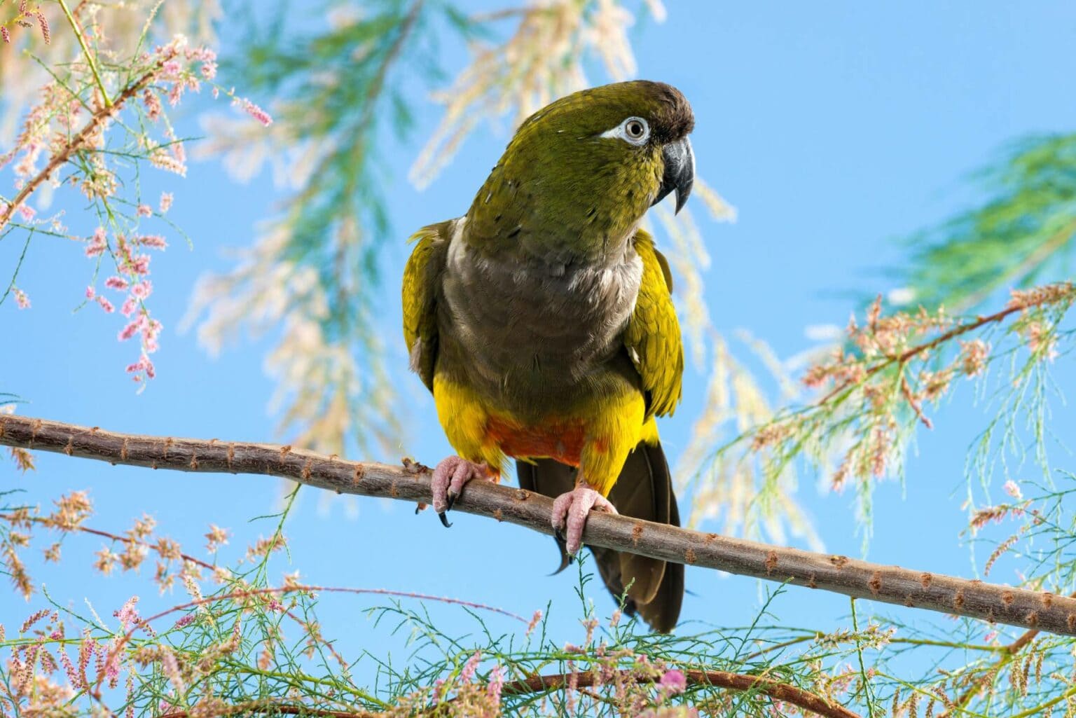 16 Types of Conure Parrots: Info, Pictures, Facts & History | Hepper ...
