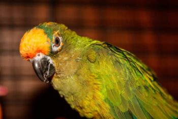 16 Types of Conure Parrots: Info, Pictures, Facts & History | Hepper ...