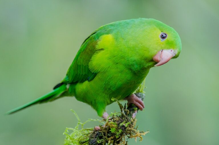 17 Vet-Approved Parakeet Facts | Hepper Pet Resources