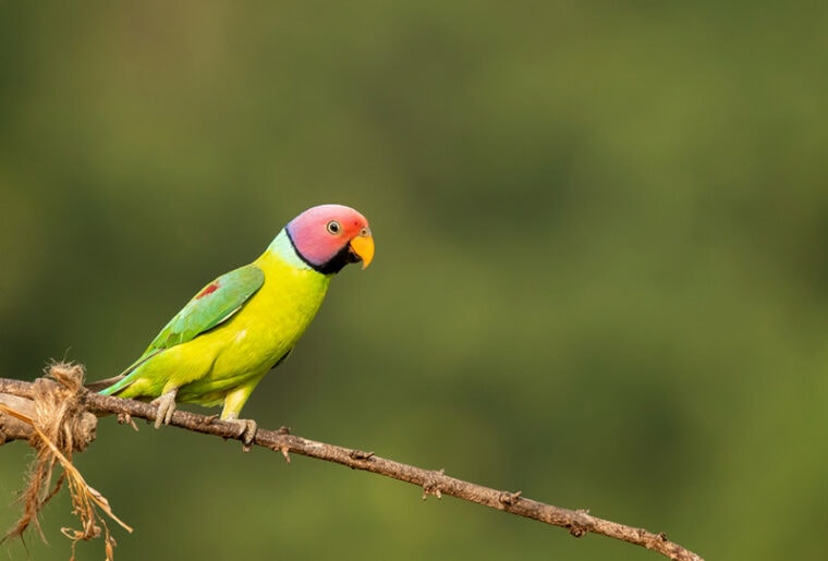 20 Types of Parakeets: Info, Pictures, Facts & History (Vet-Reviewed ...