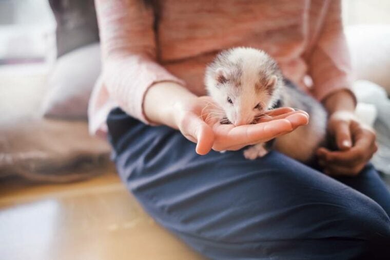 Do Ferrets Bite? Our Vet Identifies Reasons, Explanations & Provides ...