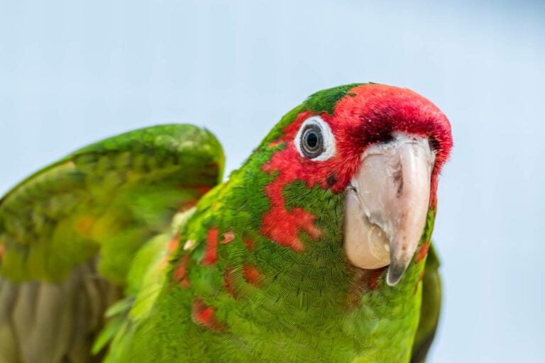 16 Types of Conure Parrots: Info, Pictures, Facts & History | Hepper ...