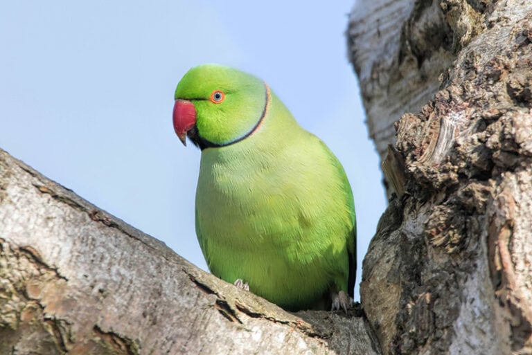 Rose-Ringed Parakeet: Pictures, Personality, Food & Care Guide | Hepper ...