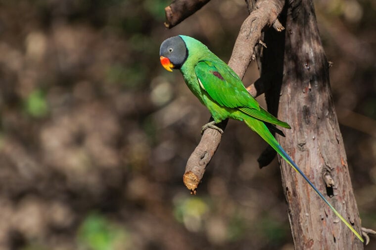 20 Types of Parakeets: Info, Pictures, Facts & History (Vet-Reviewed ...