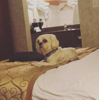6 Pet-Friendly Hotels Near St. George, Utah (2026 Guide) | Hepper Pet ...