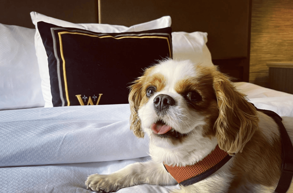 10 Pet-Friendly Hotels in Chicago (2026 Guide) | Hepper Pet Resources