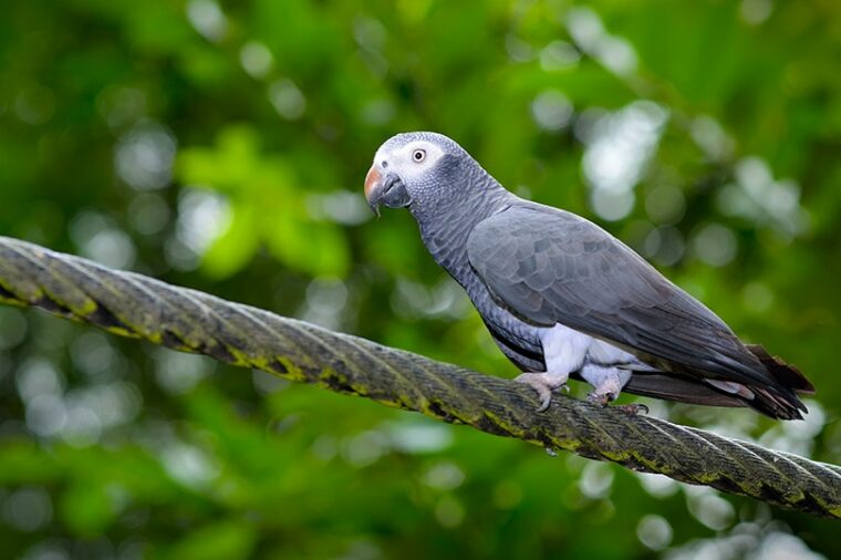 12 Small Parrot Breeds: Info, Pictures, Facts & History | Hepper Pet ...
