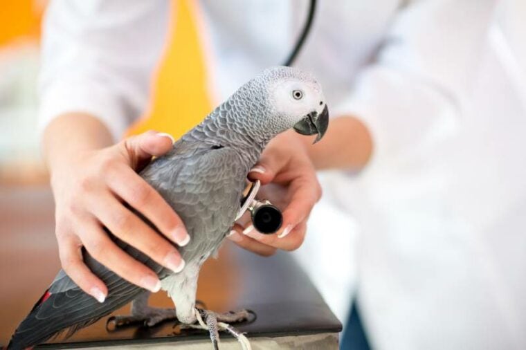 Can Parrots Eat Avocado? Vet Approved Facts & Nutrition Guide | Hepper ...