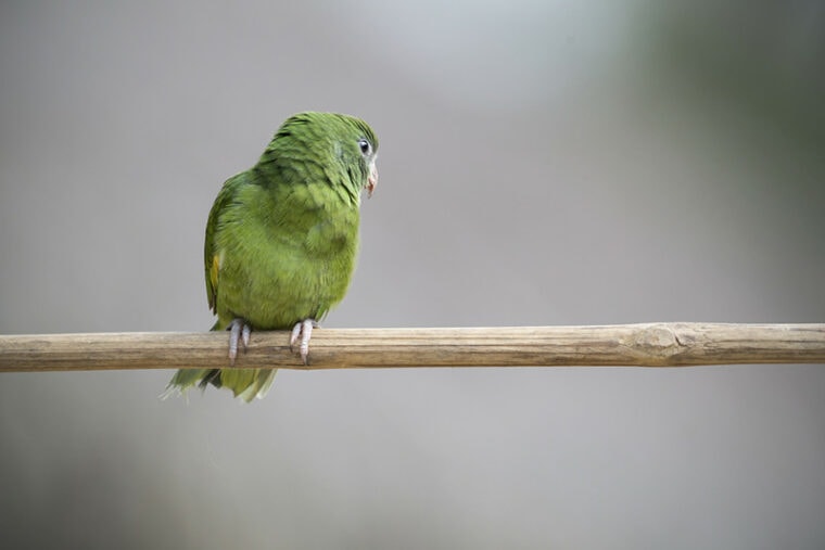 20 Types of Parakeets: Info, Pictures, Facts & History (Vet-Reviewed ...