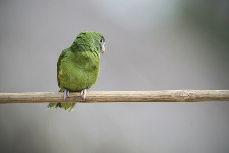 20 Types of Parakeets: Info, Pictures, Facts & History (Vet-Reviewed ...