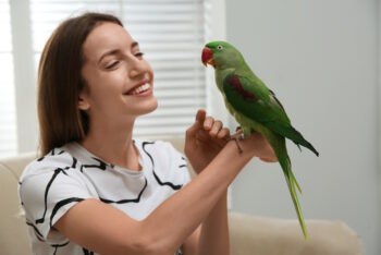 How to Take Care of a Parakeet: 11 Vet Approved Tips | Hepper Pet Resources