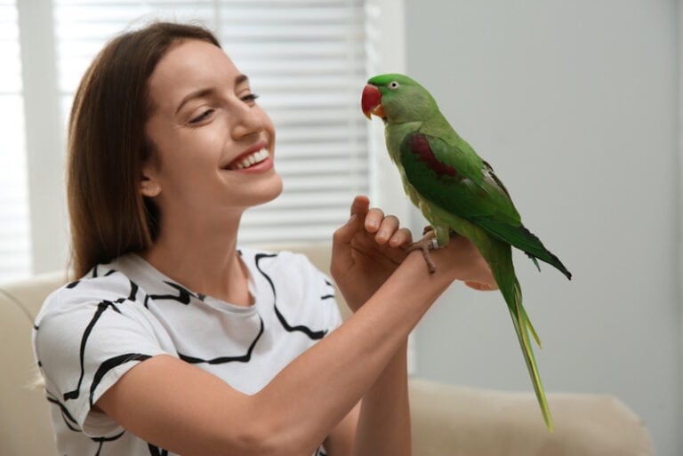How to Teach a Parakeet to Talk: 9 Easy Tips | Hepper Pet Resources