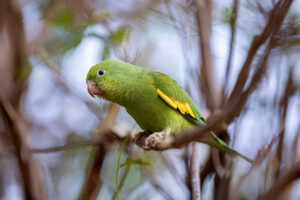Yellow-Chevroned Parakeet: Pictures, Personality, Food & Care Guide ...