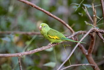 Yellow-Chevroned Parakeet: Pictures, Personality, Food & Care Guide ...