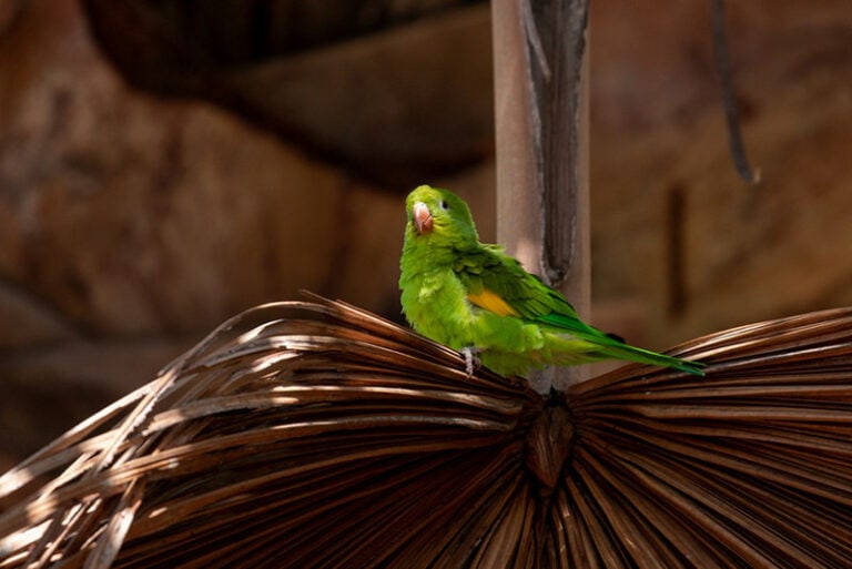 Yellow-Chevroned Parakeet: Pictures, Personality, Food & Care Guide ...