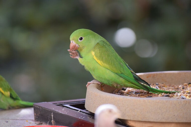 Why Are My Parakeets Fighting? 10 Common Causes | Hepper Pet Resources